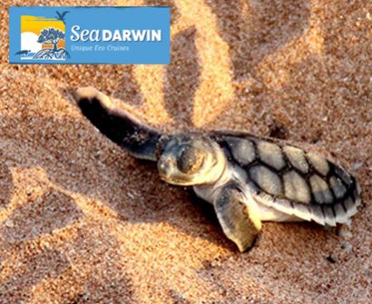 Sea Darwin - Camper Trailer Lifestyle